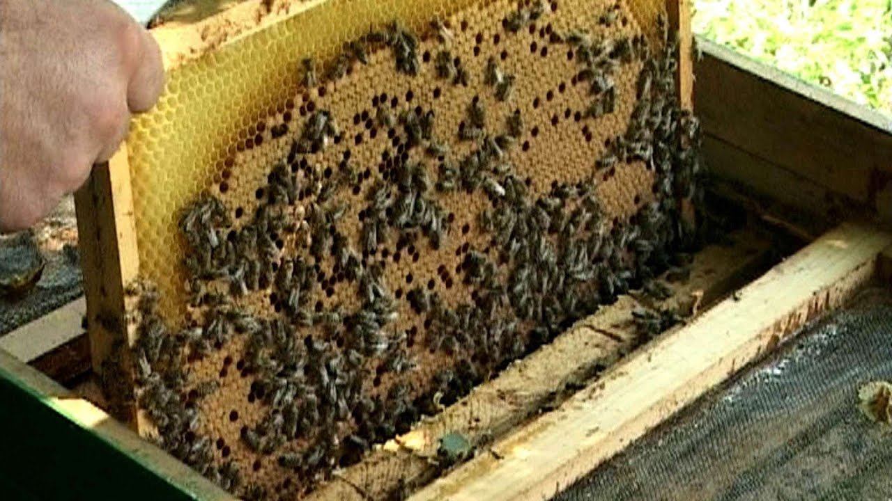 AUGUST MJESEC KADA POČINJU PRIPREME ZA NAREDNU PČELARSKU SEZONU | Radio ...