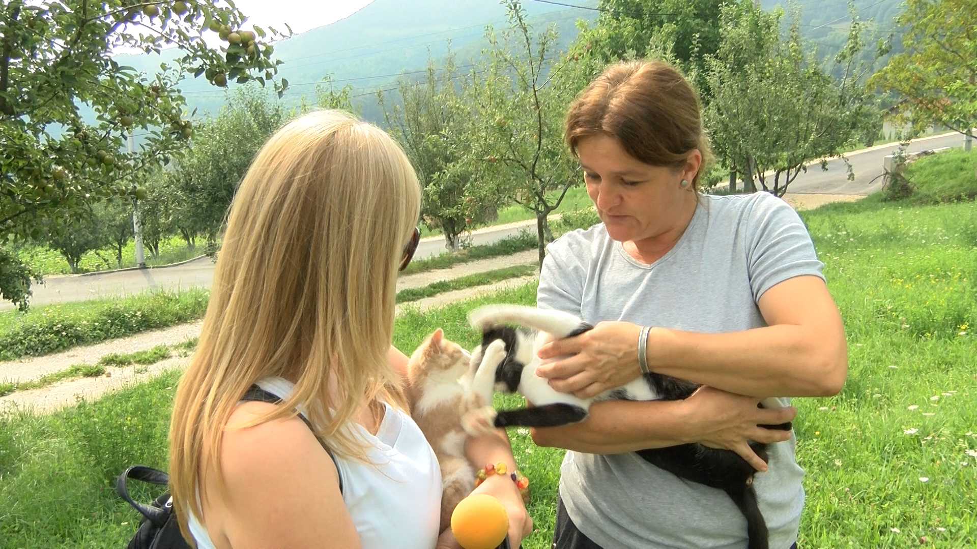 ZAKIRA ŠEJTO GODINAMA USPJEŠNO UZGAJA MALINE - RADIO TELEVIZIJA VOGOŠĆA