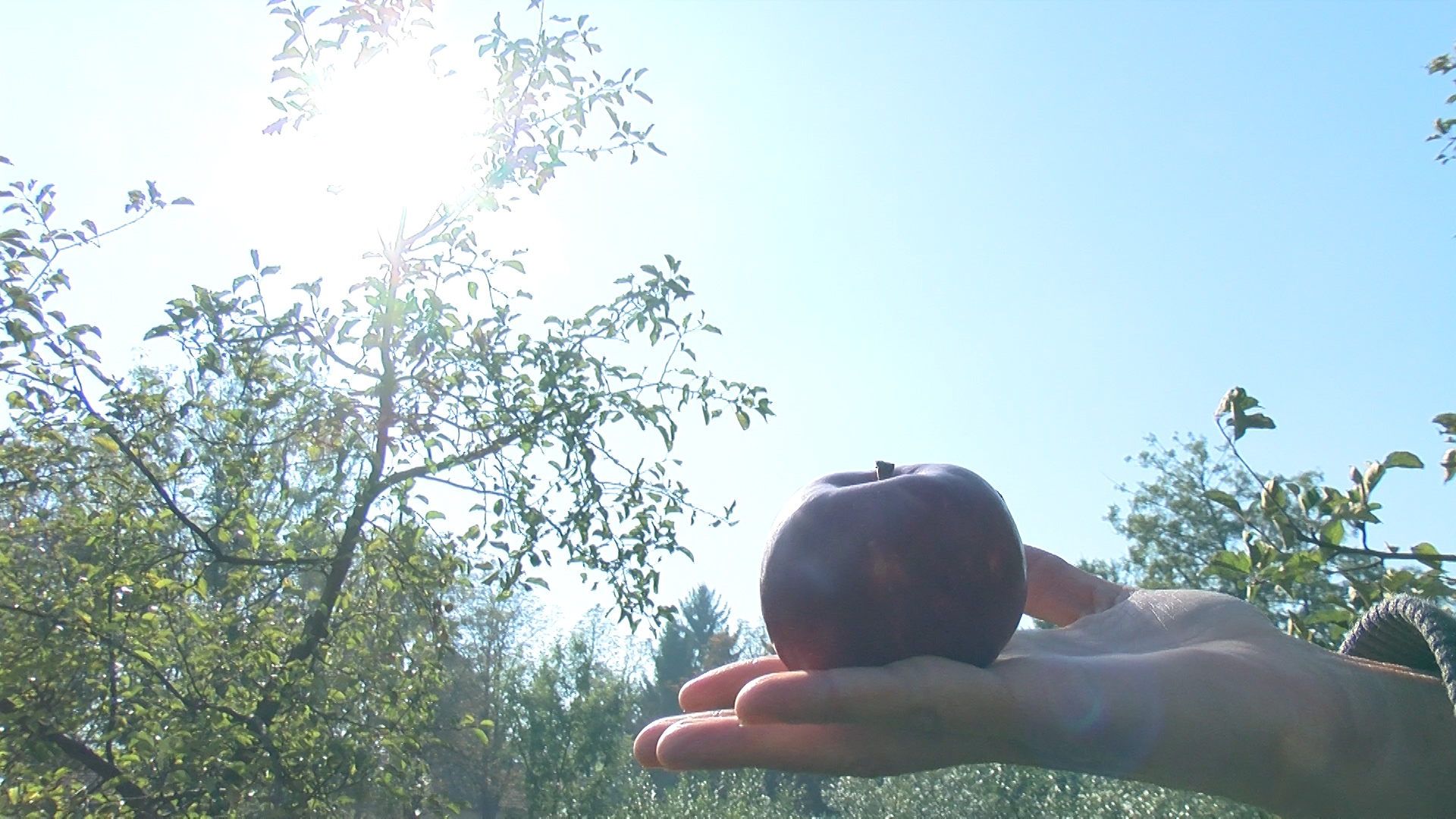 20. OKTOBAR – DAN JABUKE | Radio Televizija Vogošća