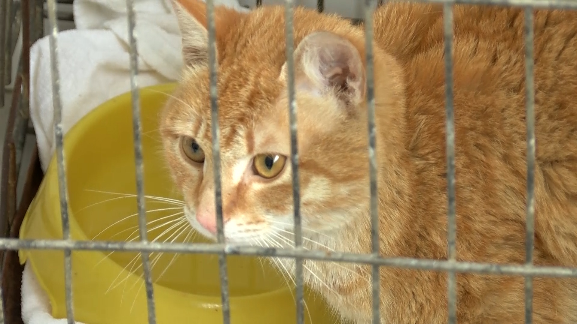 SEZONA JE KRPELJA – UBODI MOGU BITI VRLO OPASNI PO ZDRAVLJE KUĆNIH ...